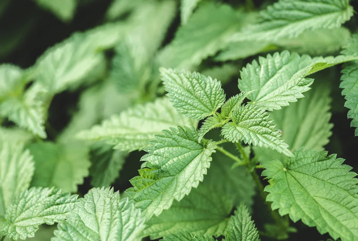 Nettle Leaf: A Resilient Plant Rooted in Centuries of Wellness ...